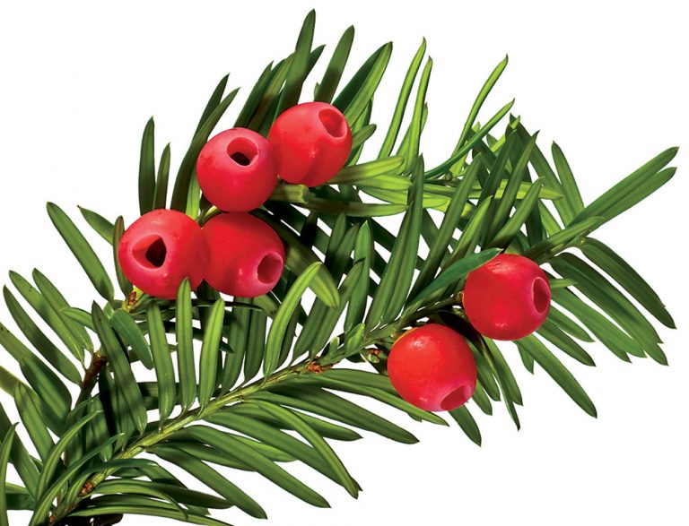 6 najkrajších krov, ktorých plody žiaria aj pri mínusových teplotách ...