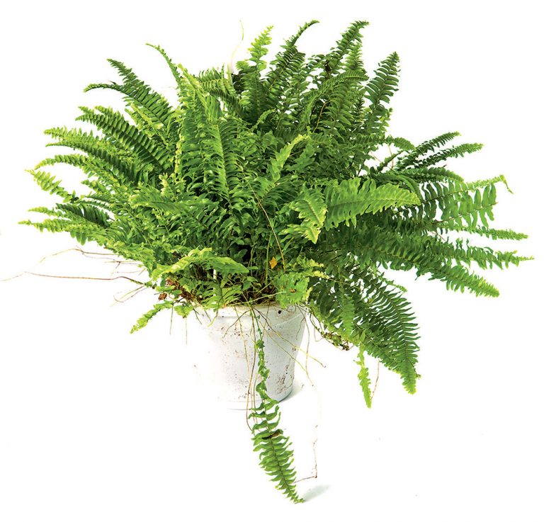 14 rastlín účinných proti jedovatej bytovej chémii: Tieto biočističe by ...