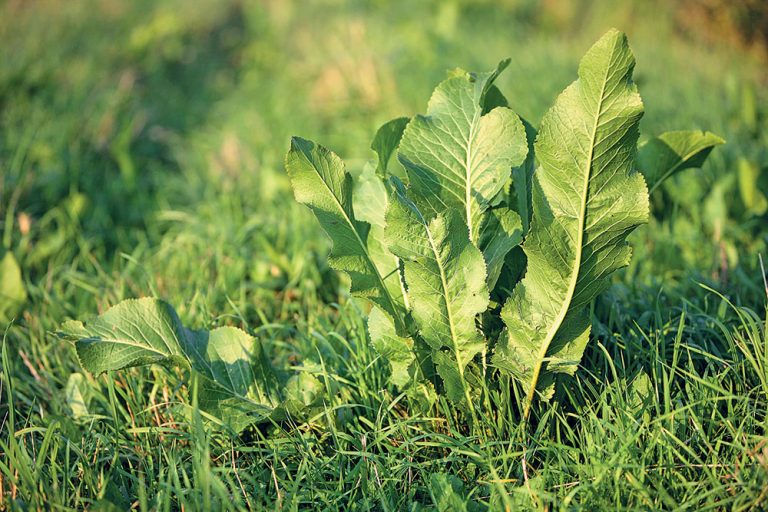 Silné antibiotikum i antivirotikum, pomôže aj pri bolestiach hlavy a ...