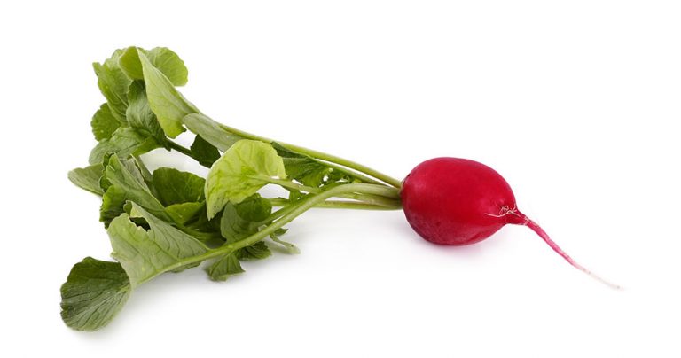 Reďkovka: Nenáročný a rýchly zdroj vitamínov - Záhrada.sk