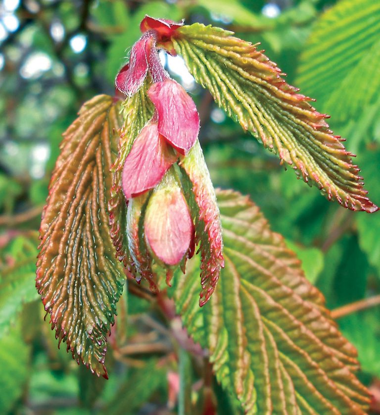 Hrab ako živý plot: Rýchlo rastie a ľahko sa tvaruje - Záhrada.sk
