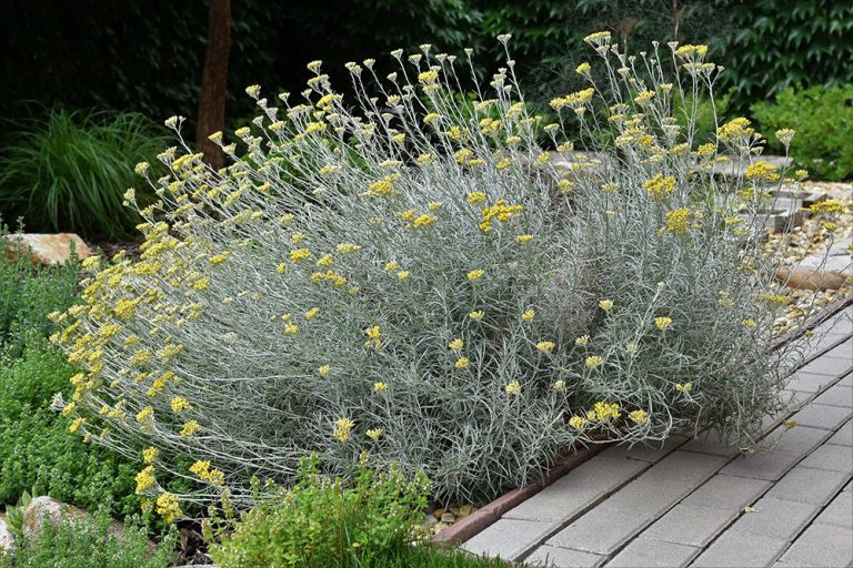 3 dôvody, prečo uviť z karí veniec a ako túto krásnu rastlinu využiť ...