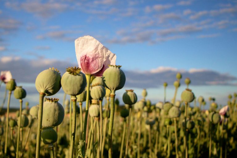 Obnovte tradície našich starých rodičov: Viete, ako pestovať mak ...