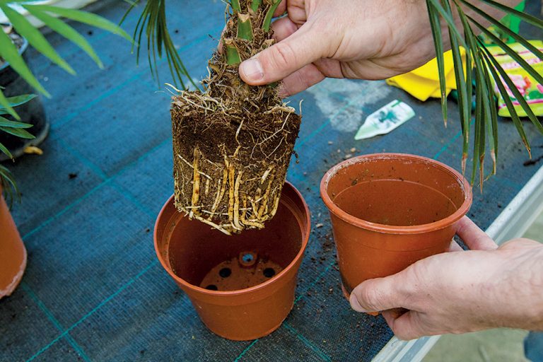 Ako sa počas zimy postarať o palmy - Záhrada.sk