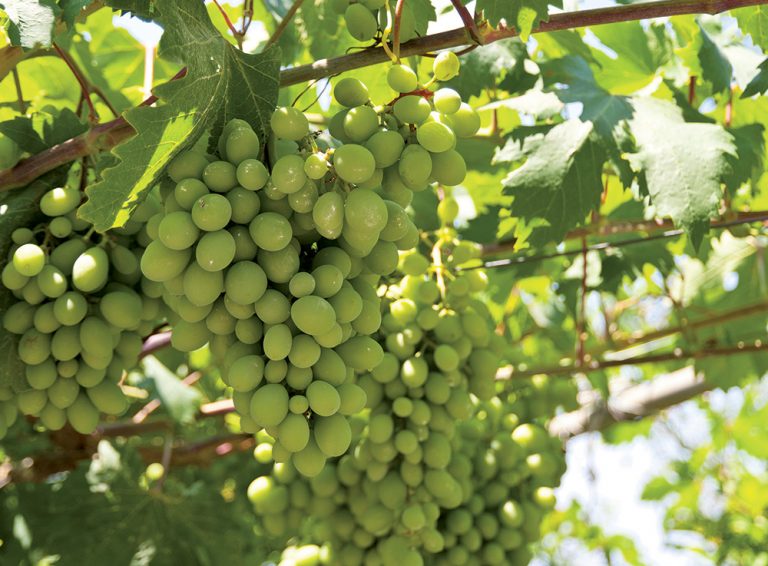 Fotopostup: Ako a kedy rezať vinič? - Záhrada.sk