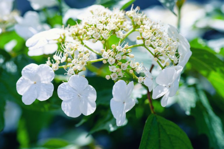 Kalina: Dlhoročná drevina, ktorá ozvláštni každú záhradu - Záhrada.sk