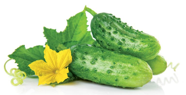 Ako pestovať uhorky a vyťažiť tak z uhorkovej sezóny maximum - Záhrada.sk