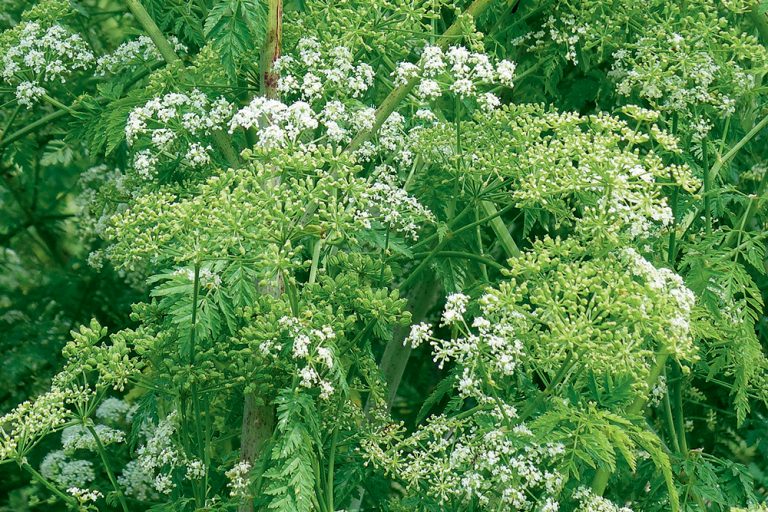 Tieto rastliny môžu byť nebezpečné. Máte niektorú z nich vo svojej ...