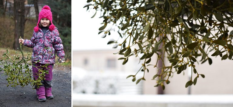 Jeden zo symbolov Vianoc. Pre toto sa imelo nemá kupovať! - Záhrada.sk