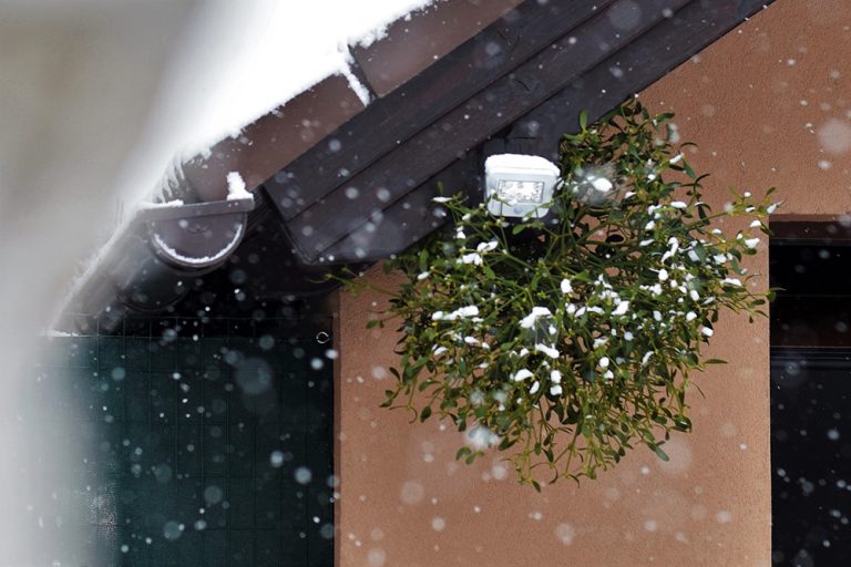 Jeden zo symbolov Vianoc. Pre toto sa imelo nemá kupovať! - Záhrada.sk