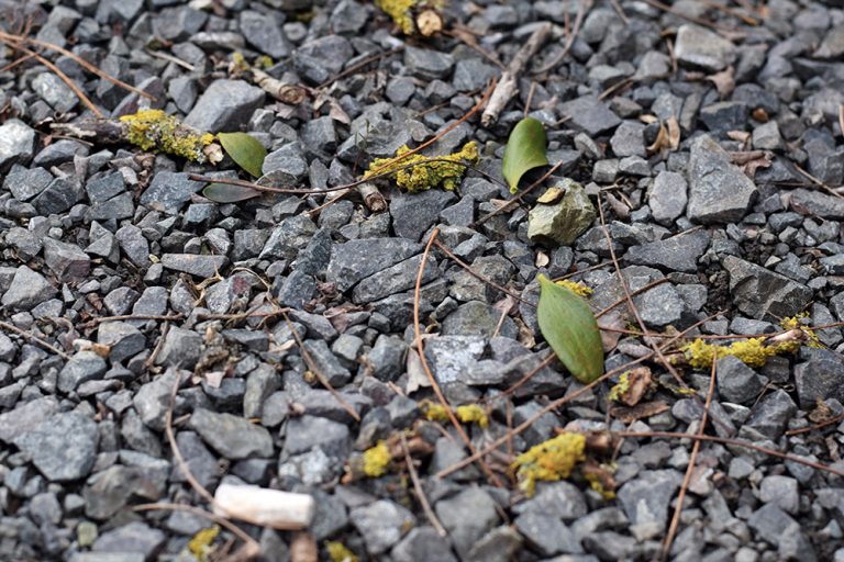 Jeden zo symbolov Vianoc. Pre toto sa imelo nemá kupovať! - Záhrada.sk