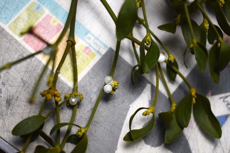 Jeden zo symbolov Vianoc. Pre toto sa imelo nemá kupovať! - Záhrada.sk