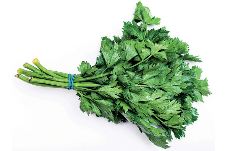 Zeler vysievame už v januári. Na čo si dať pri jeho pestovaní pozor ...