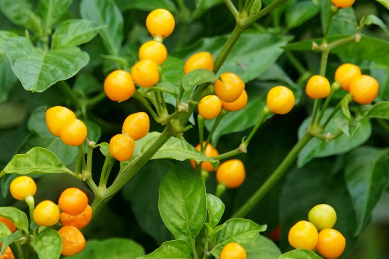 Všetko, čo by ste mali vedieť, ak sa rozhodnete pestovať chilli ...