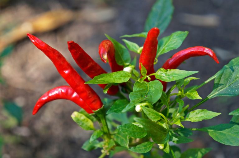 Všetko, čo by ste mali vedieť, ak sa rozhodnete pestovať chilli ...