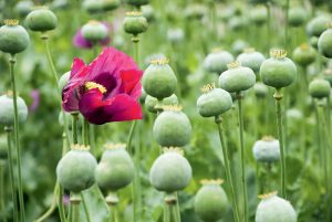 Ako pestovať mak? - Záhrada.sk