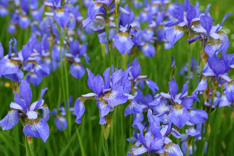 Ako a kde pestovať kosatce - Záhrada.sk