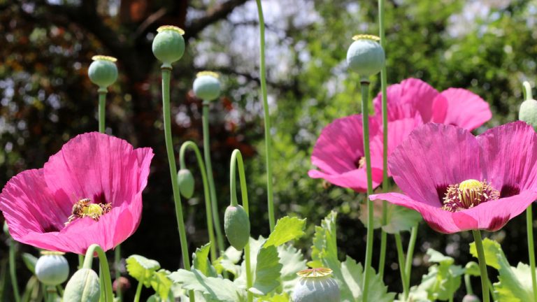 Ako pestovať mak? - Záhrada.sk