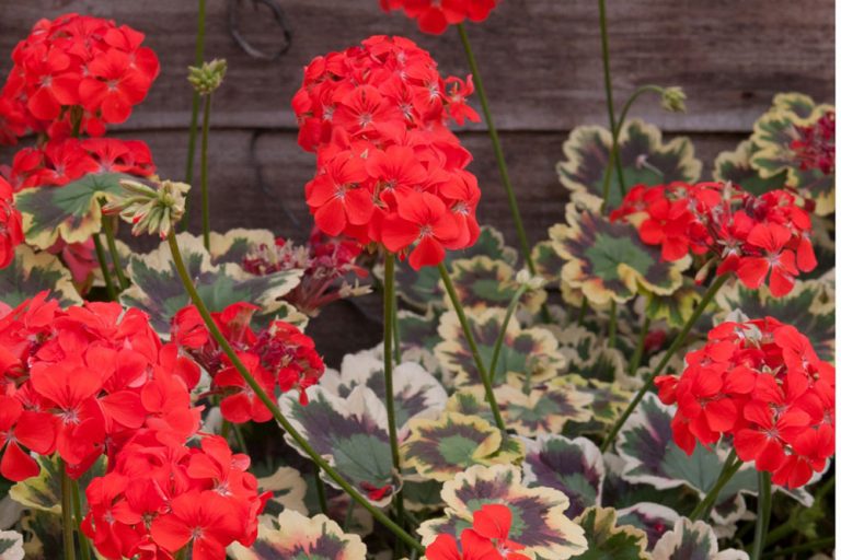 Ako pestovať muškáty, aby boli krásne - Záhrada.sk