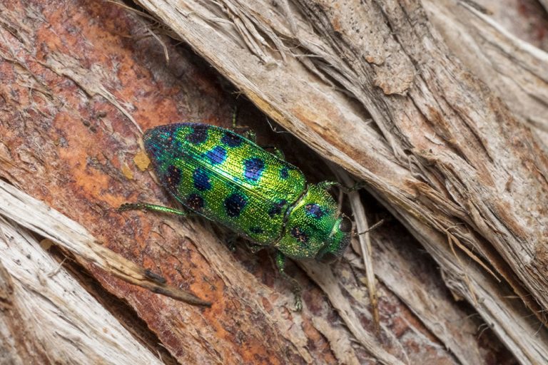 Chráňme si chrobáky, sú to klenoty našich záhrad - Záhrada.sk