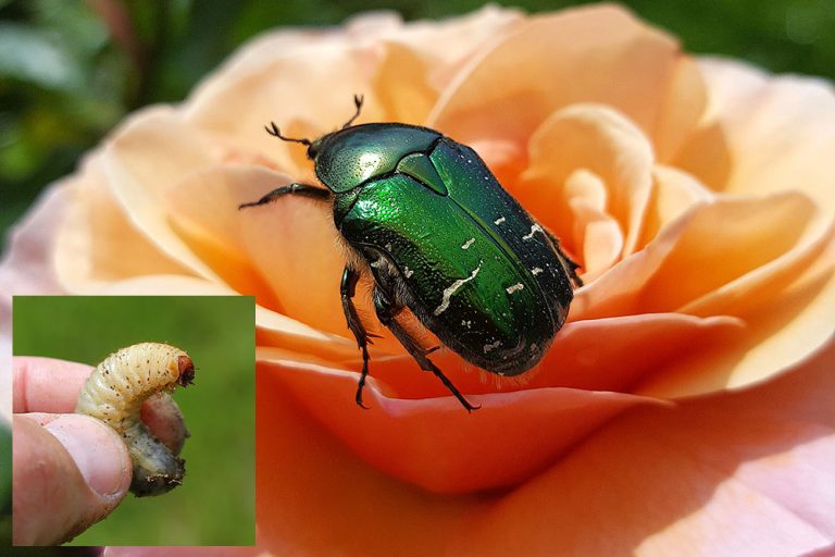 Chráňme si chrobáky, sú to klenoty našich záhrad - Záhrada.sk