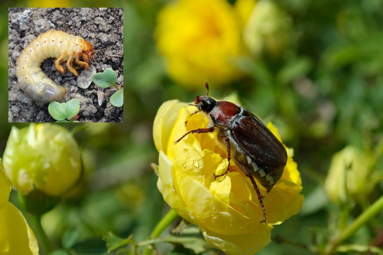 Chráňme si chrobáky, sú to klenoty našich záhrad - Záhrada.sk