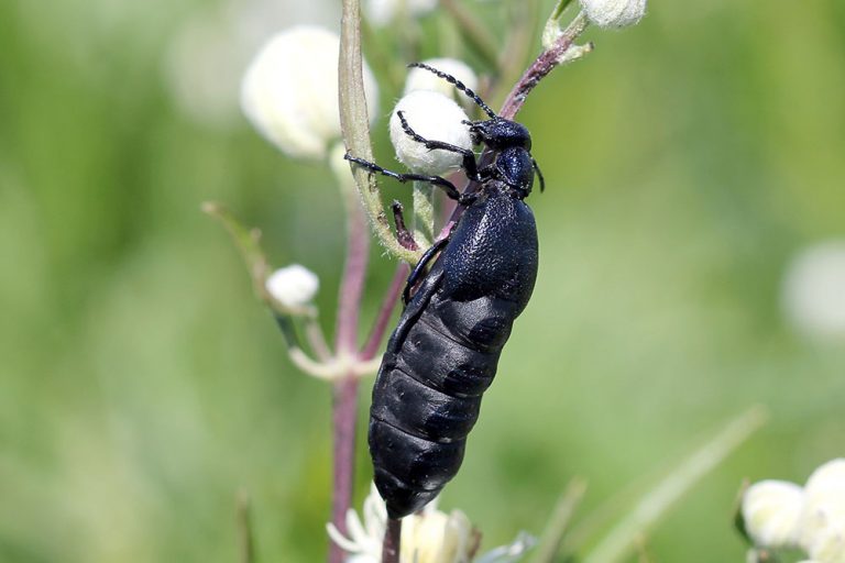Chráňme si chrobáky, sú to klenoty našich záhrad - Záhrada.sk