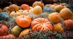 Ako vysievať, sadiť, pestovať a využiť tekvice - Záhrada.sk