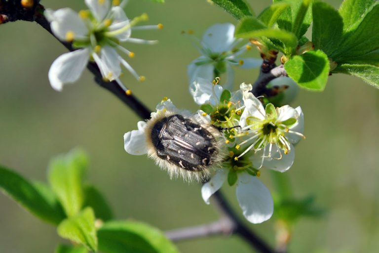 Chlpáčik obyčajný (chrobák vyžierajúci kvety na ovocných stromoch ...