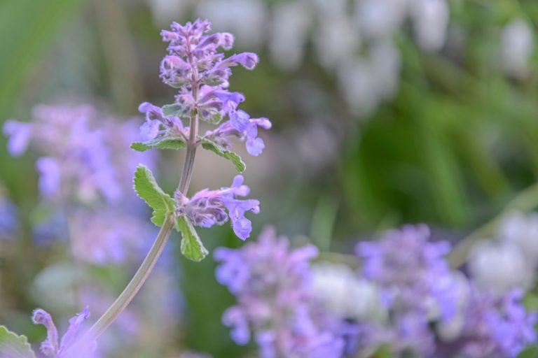 Kocúrnik ocenia nielen mačky, ale aj naše telo. Máte ho už v záhrade ...