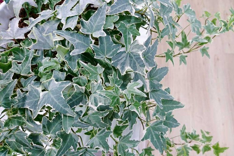 Ako pestovať brečtan a aké druhy existujú - Záhrada.sk