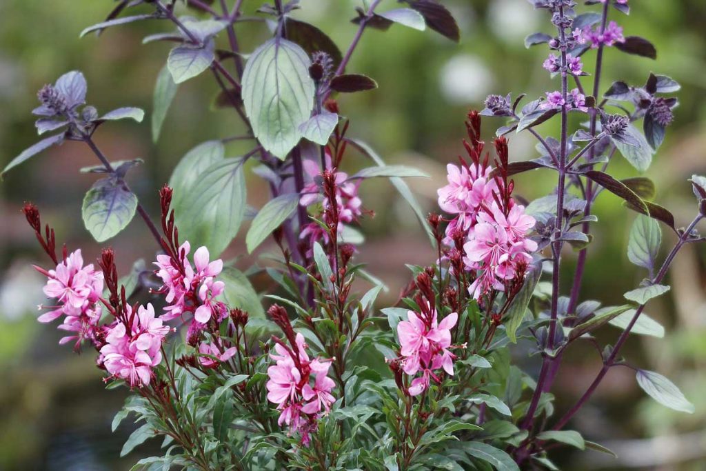 6 zaujímavých kvitnúcich rastlín, ktoré milujú júnové slnko - Záhrada.sk