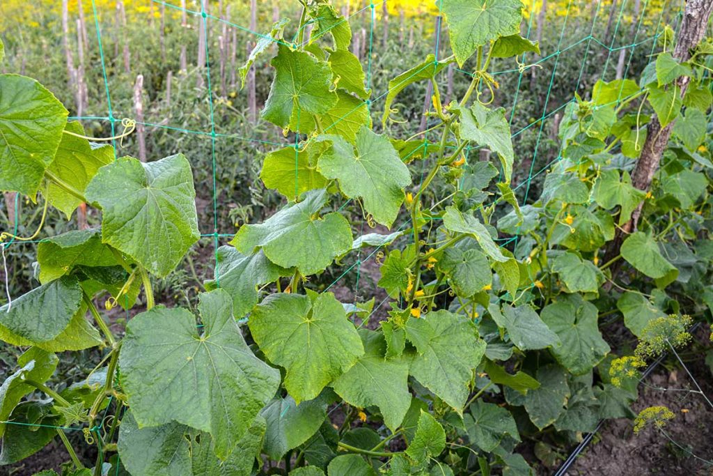 Ako vypestovať vlastné uhorky? Toto by ste mali o nich vedieť - Záhrada.sk