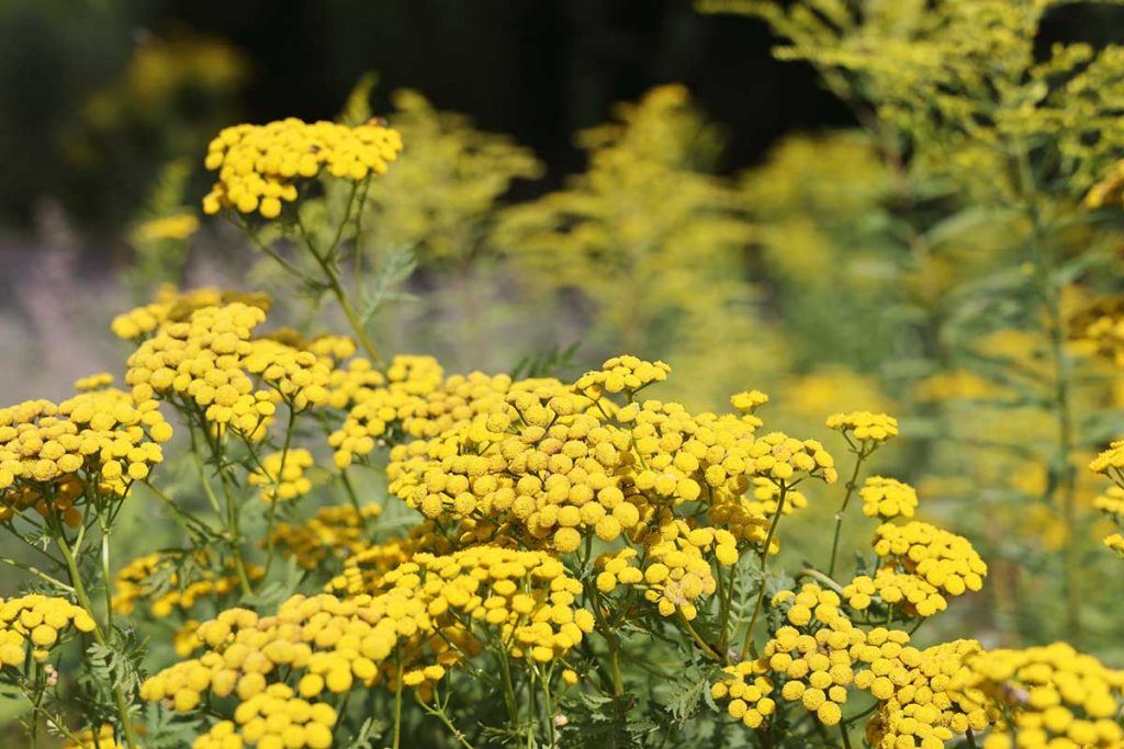 Kombinované záhony zeleniny: Ktoré druhy sa k sebe hodia? - Záhrada.sk