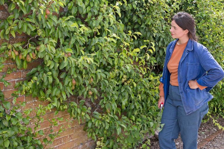 Fotopostup: Ako strihať hrušku a tvarované ovocné stromy - Záhrada.sk