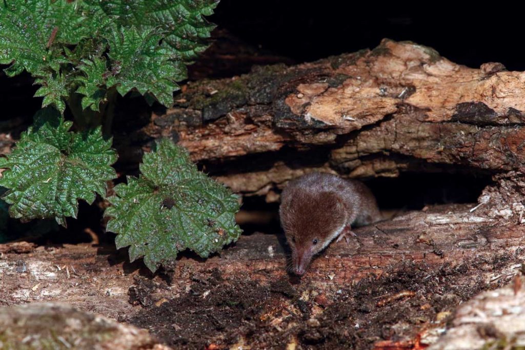 Piskor obyčajný: Užitočný a zákonom chránený hmyzožravec - Záhrada.sk