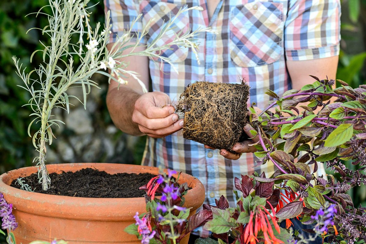 Fotopostup: Vysaďte si exoticky pôsobiaci kvetináč - Záhrada.sk