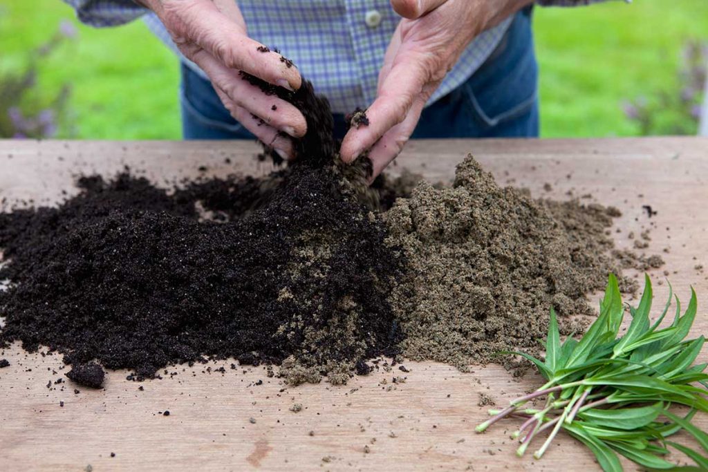 Ako na rozmnožovanie rastlín odrezkami? Jednoducho! - Záhrada.sk