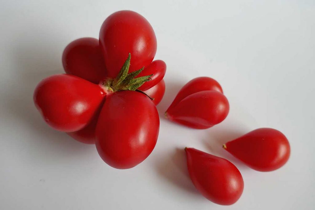 Voyager tomato: Paradajka, ktorá sa odlupuje ako cesnak - Záhrada.sk