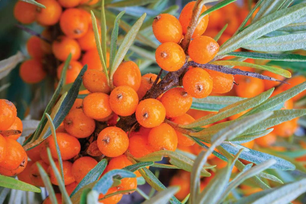 Rakytník po minuloročnej úrode nezarodil. Aký je dôvod? - Záhrada.sk