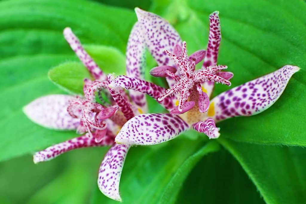 Hadia ľalia, alebo inak záhradná orchidea, oživí každý kút - Záhrada.sk