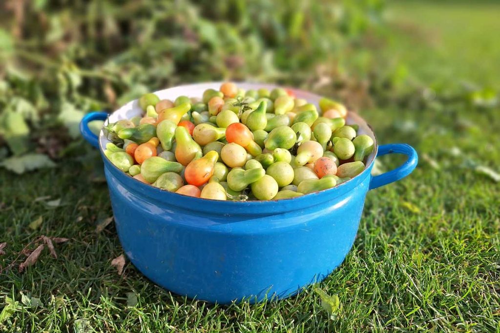 Tri chutné recepty, ako využiť zelené paradajky v kuchyni - Záhrada.sk