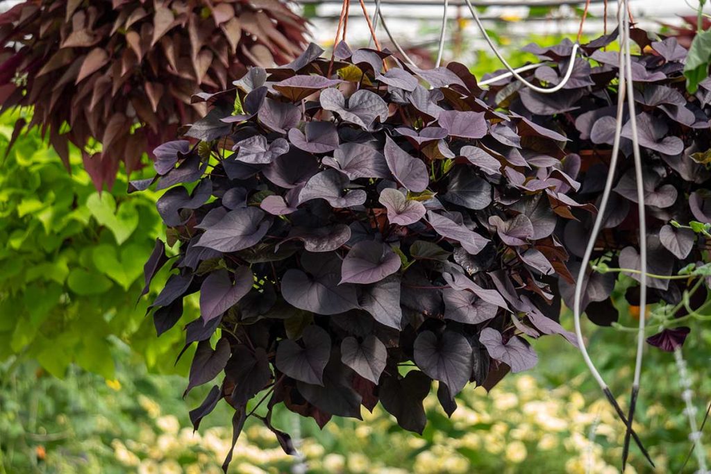 14 tipov na okrasné + 2 jedlé previsnuté rastliny na balkón a terasu ...