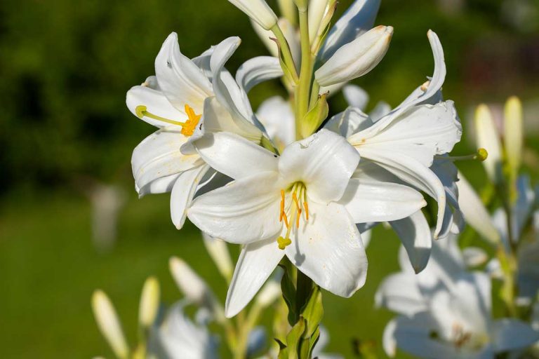 Biela ľalia: Ako ju odlíšiť od iných druhov a využiť jej liečivé účinky ...