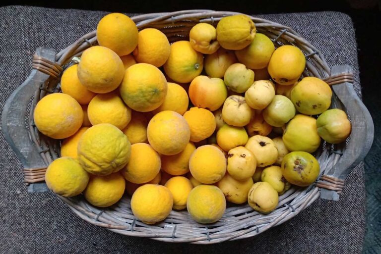 Citrónovníkovec trojlistý: Odolný citrus, ktorý má svoje úskalia ...