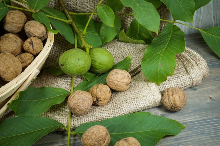 Veverica obyčajná: Zaujímavosti z jej života očami biológa - Záhrada.sk